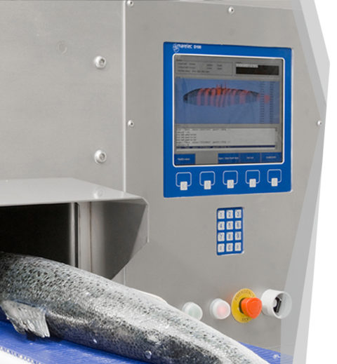 Fish Processing Solutions | Minimise Waste | SF Engineering